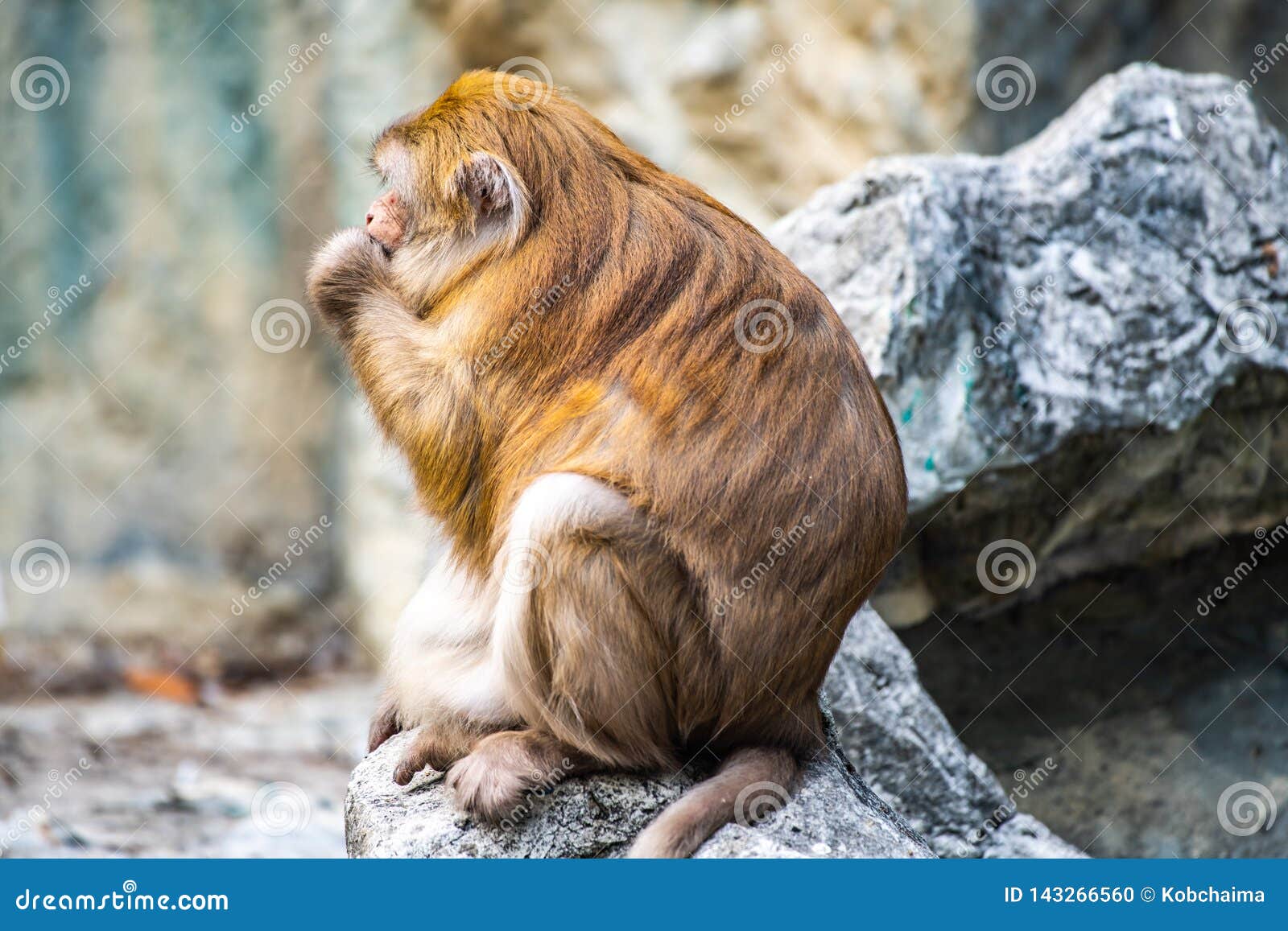 Assam Macaque,Monkey Sitting Under The Tree,Lonely Monkey Without ... Assam Macaque,Monkey Sitting Under The Tree,Lonely Monkey Without ...