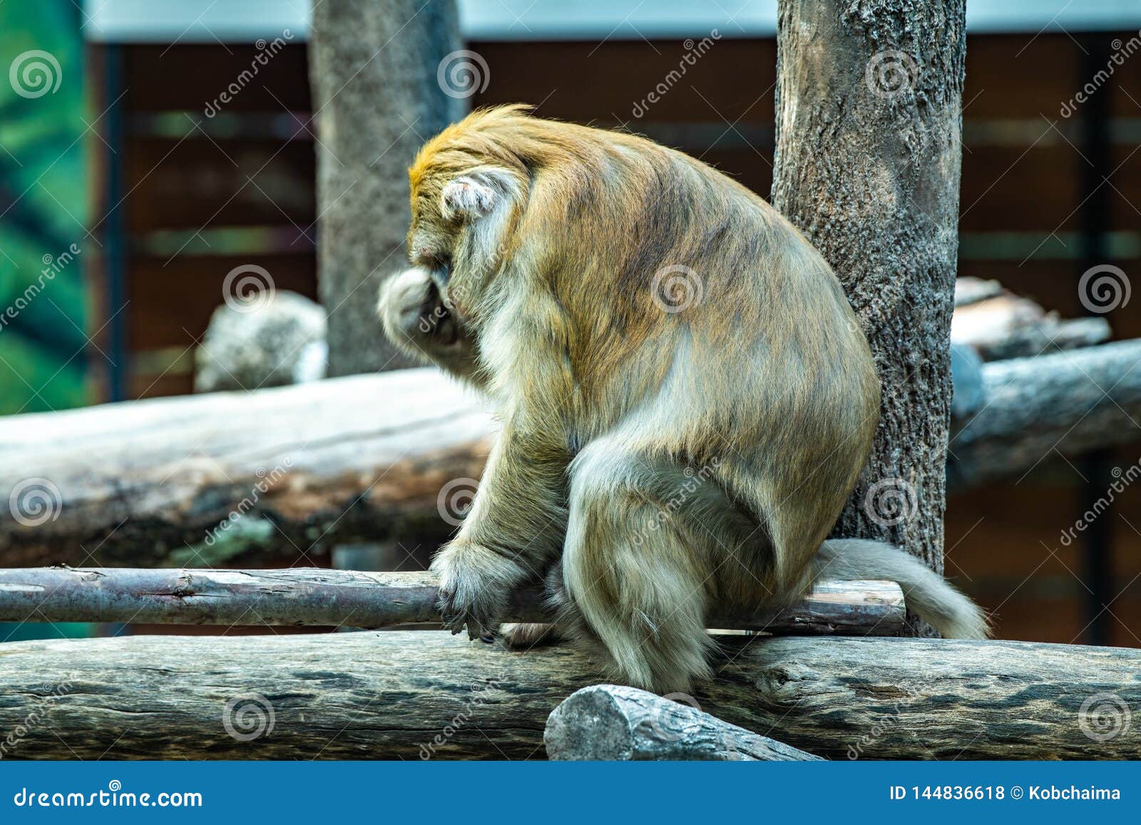 Assam Macaque,Monkey Sitting Under The Tree,Lonely Monkey Without ... Assam Macaque,Monkey Sitting Under The Tree,Lonely Monkey Without ...