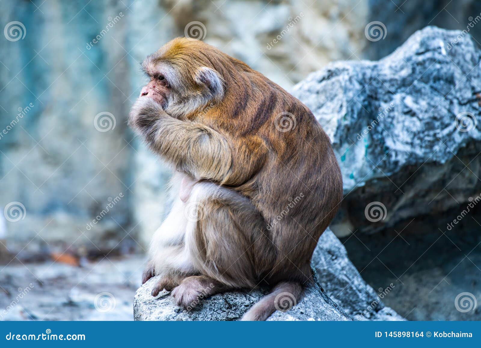 Assam Macaque,Monkey Sitting Under The Tree,Lonely Monkey Without ...