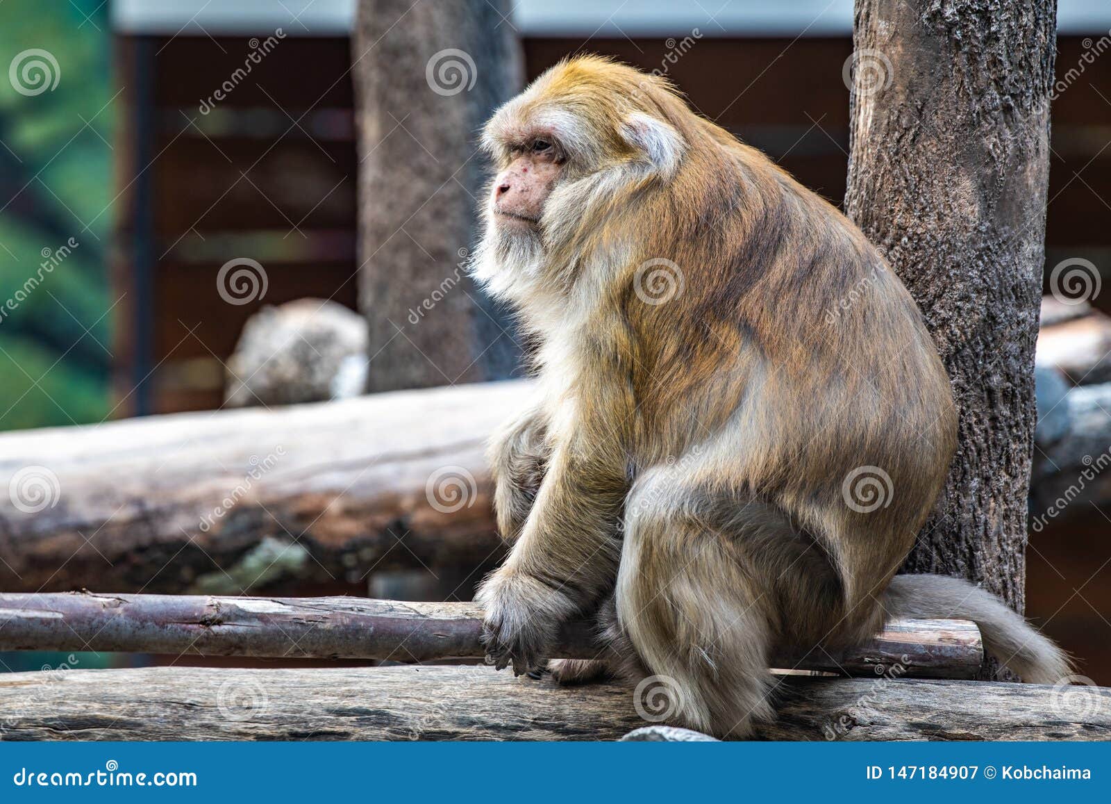 Assam Macaque in Thai stock image. Image of macaques - 147184907