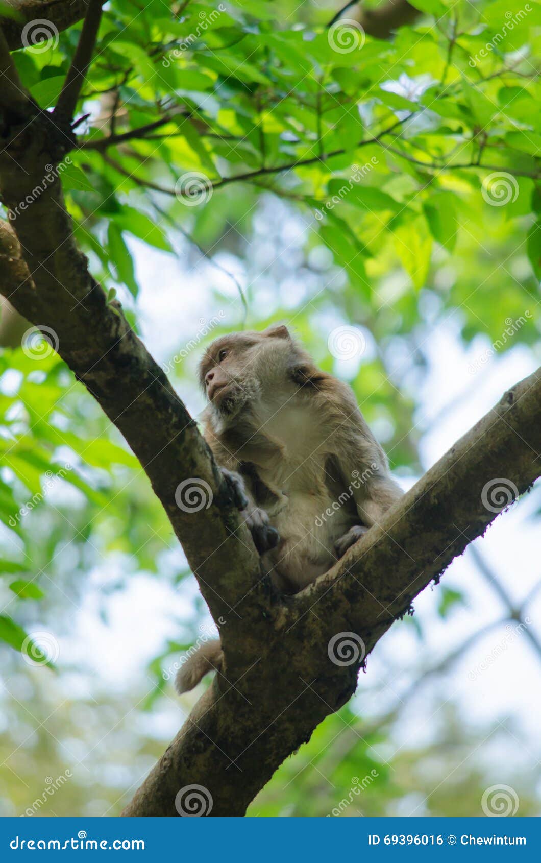 Assam macaque on the tree stock photo. Image of hairy - 69396016