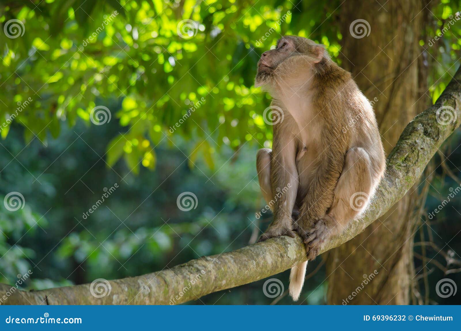 Assam macaque on the tree stock photo. Image of primate - 69396232