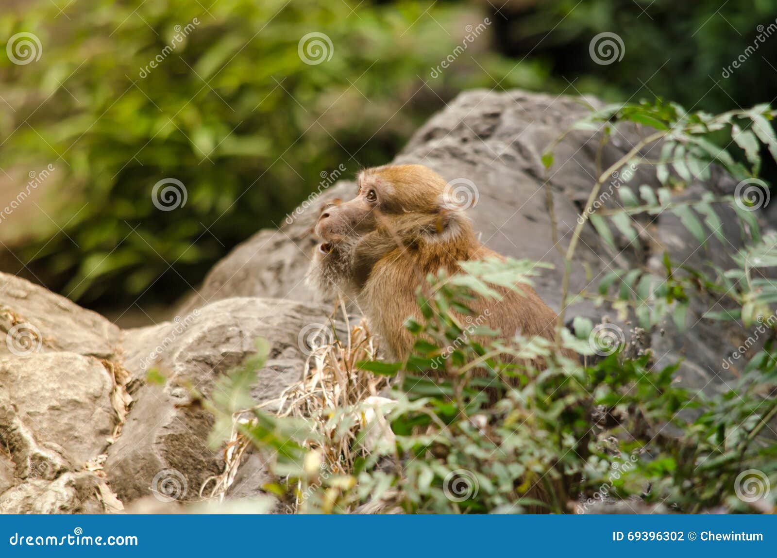 Assam macaque on the tree stock photo. Image of safari - 69396302