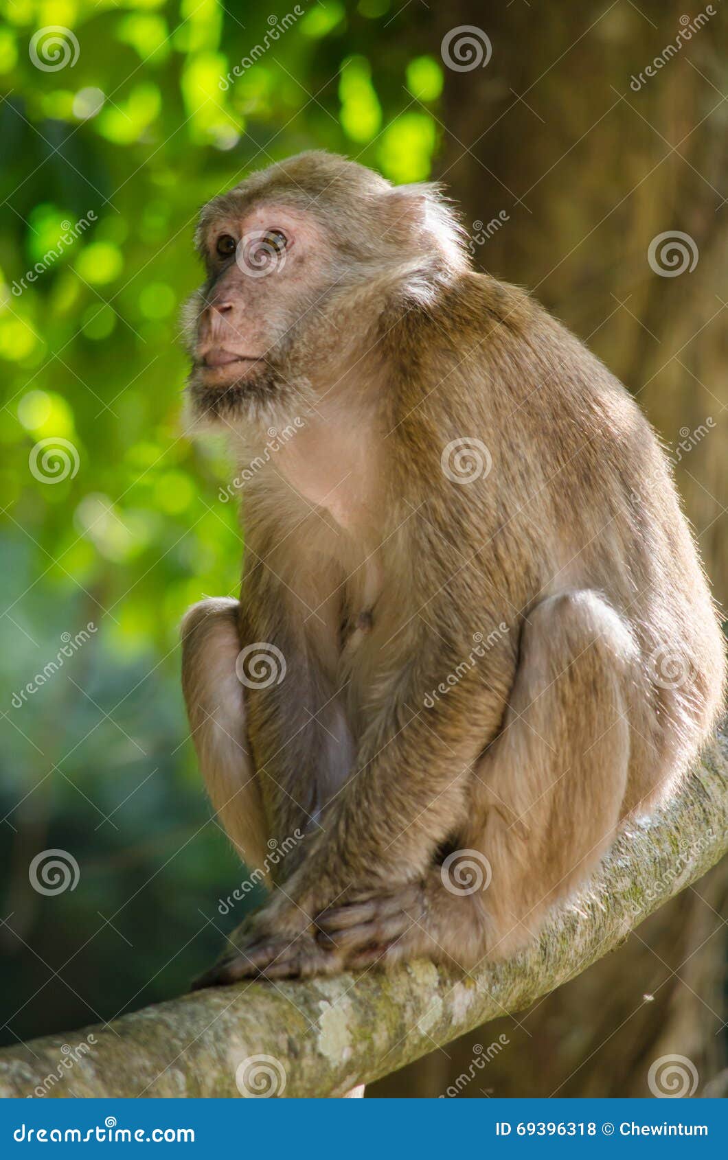 Assam macaque on the tree stock photo. Image of black - 69396318