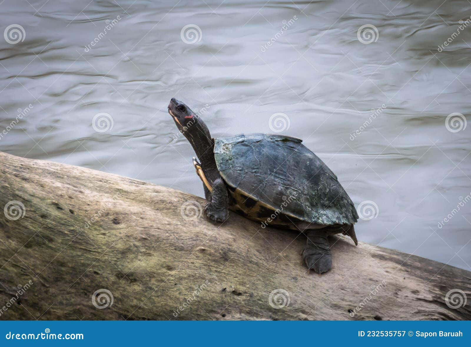 Assam roofed turtle stock image. Image of crocodile - 232535757
