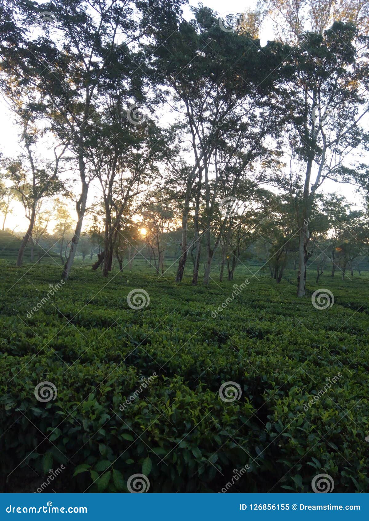 Assam tea garden stock image. Image of gurden, gardem - 126856155