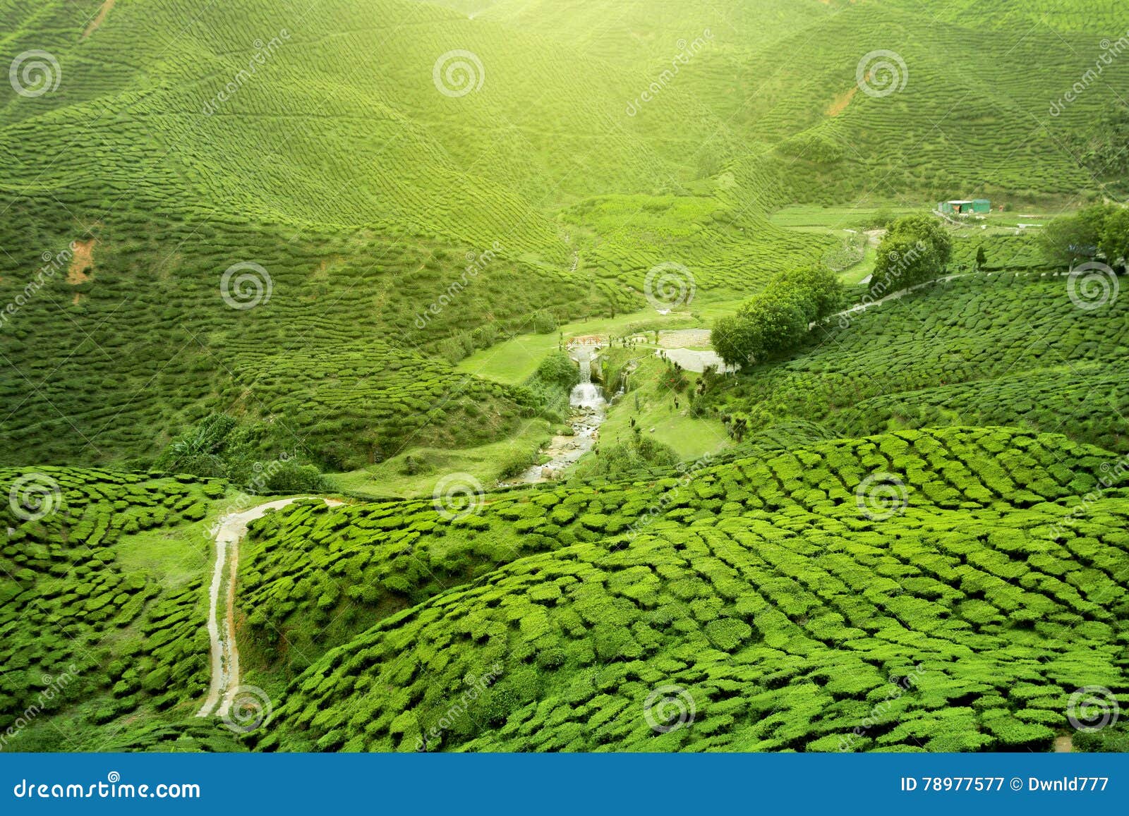 Assam tea plantation stock image. Image of plantation - 78977577