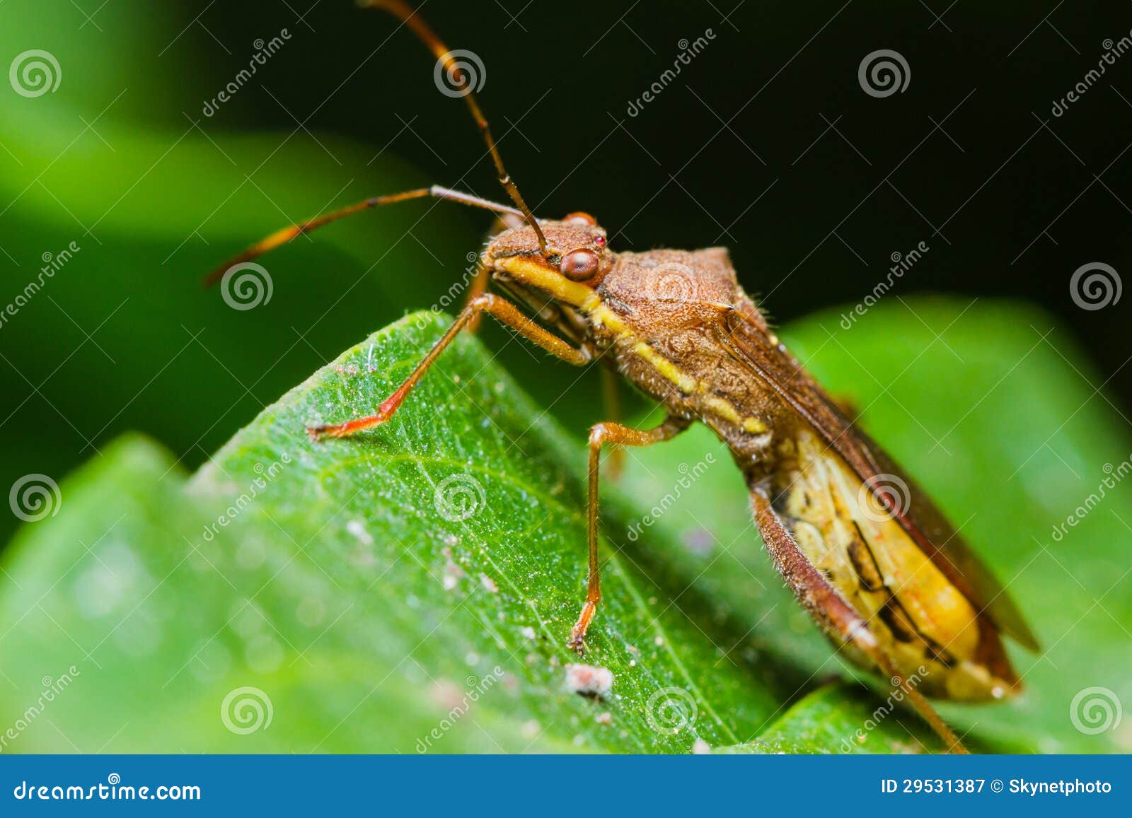 Assassin bug stock image. Image of hunting, animals, park - 29531387