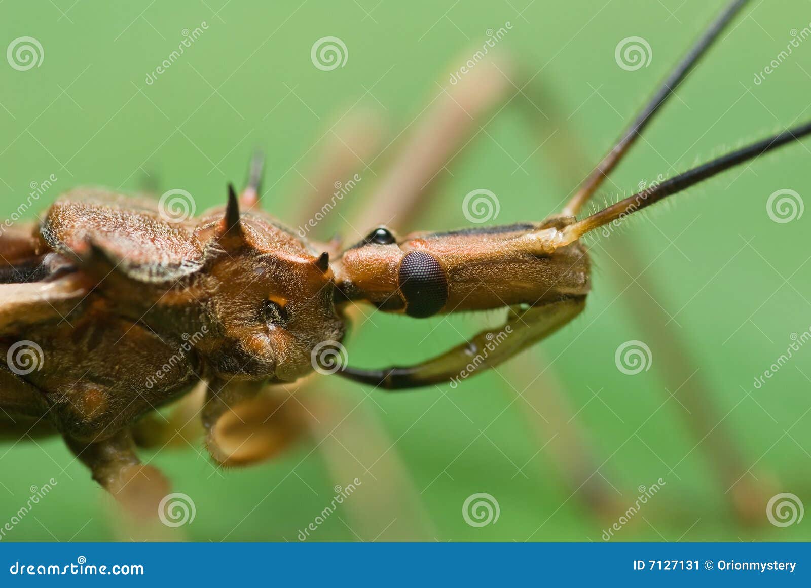 Assassin bug stock image. Image of hunter, wildlife, closeup - 7127131