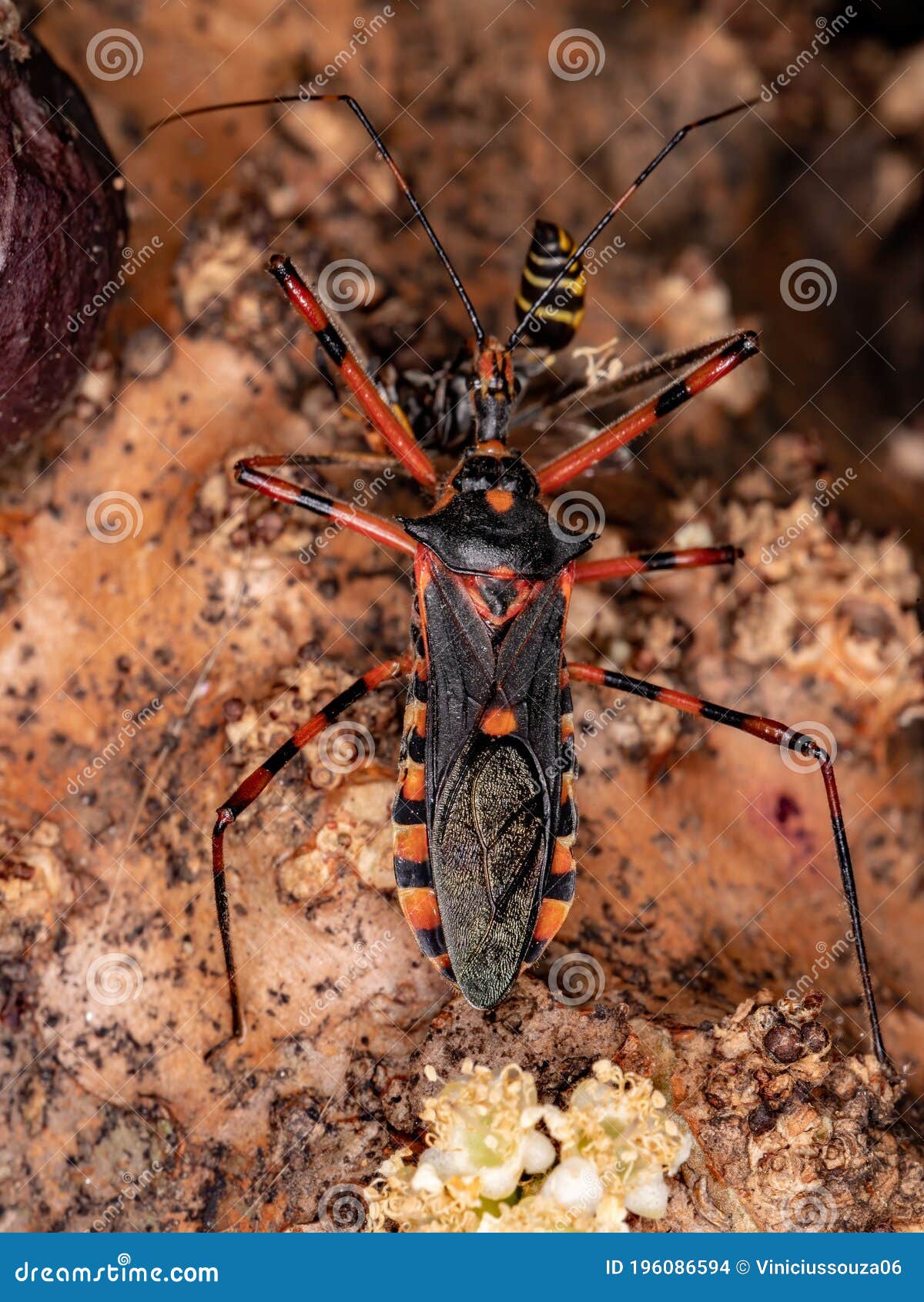 Assassin Bug stock photo. Image of natural, assassin - 196086594