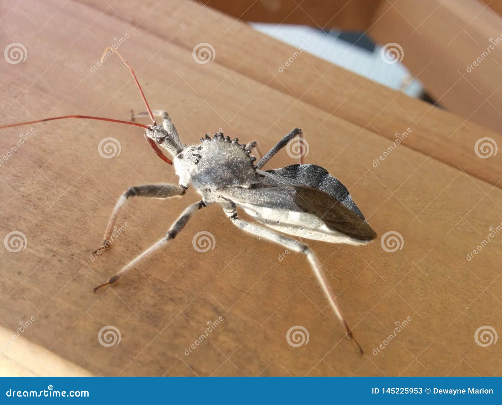 Assassin bug stock image. Image of assassin, predator - 145225953