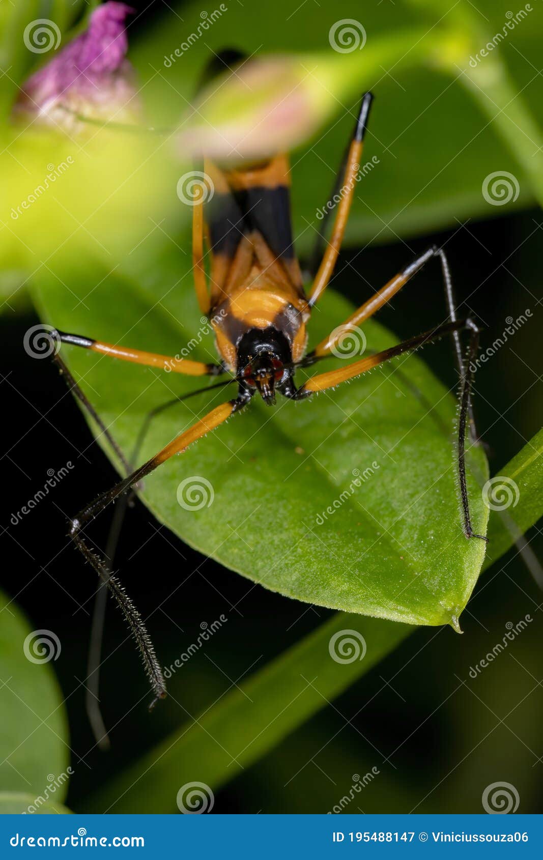 Assassin Bug stock image. Image of isolated, hemiptera - 195488147