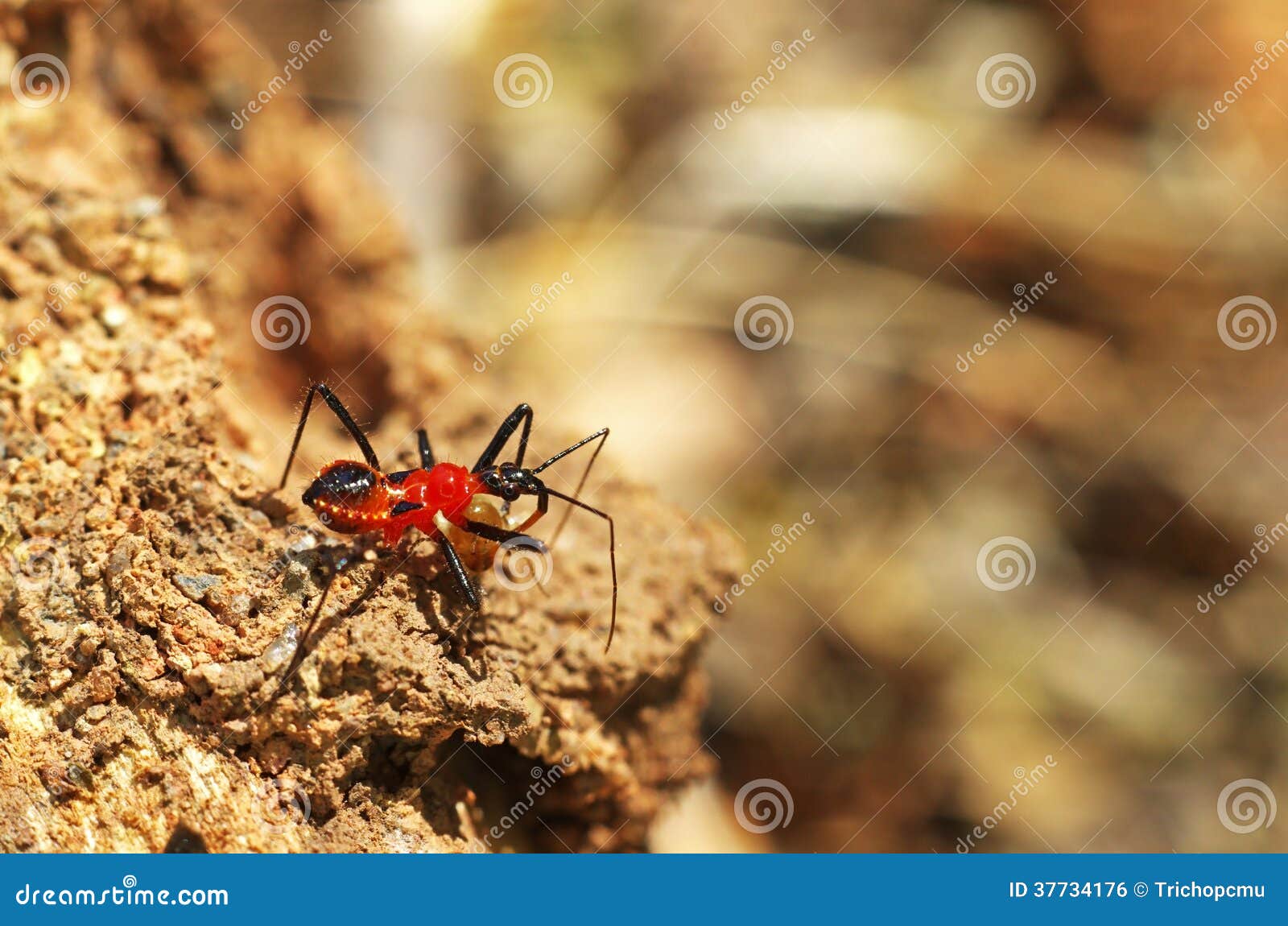 Assassin Bug Attack Termite Photos - Free & Royalty-Free Stock Photos ...