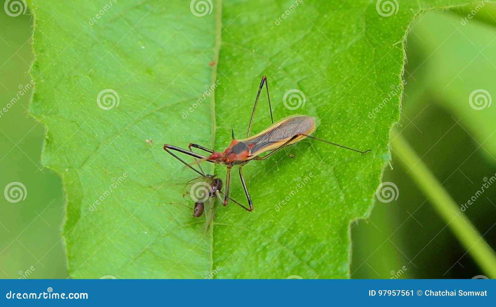 Assassin Bug Beetle Eating Insect. Stock Video - Video of green, larva ...