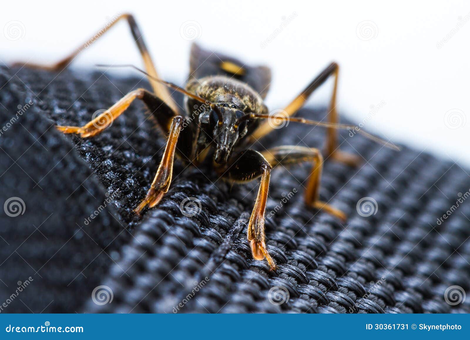 Assassin bug stock image. Image of creepy, assassin, yellow - 30361731