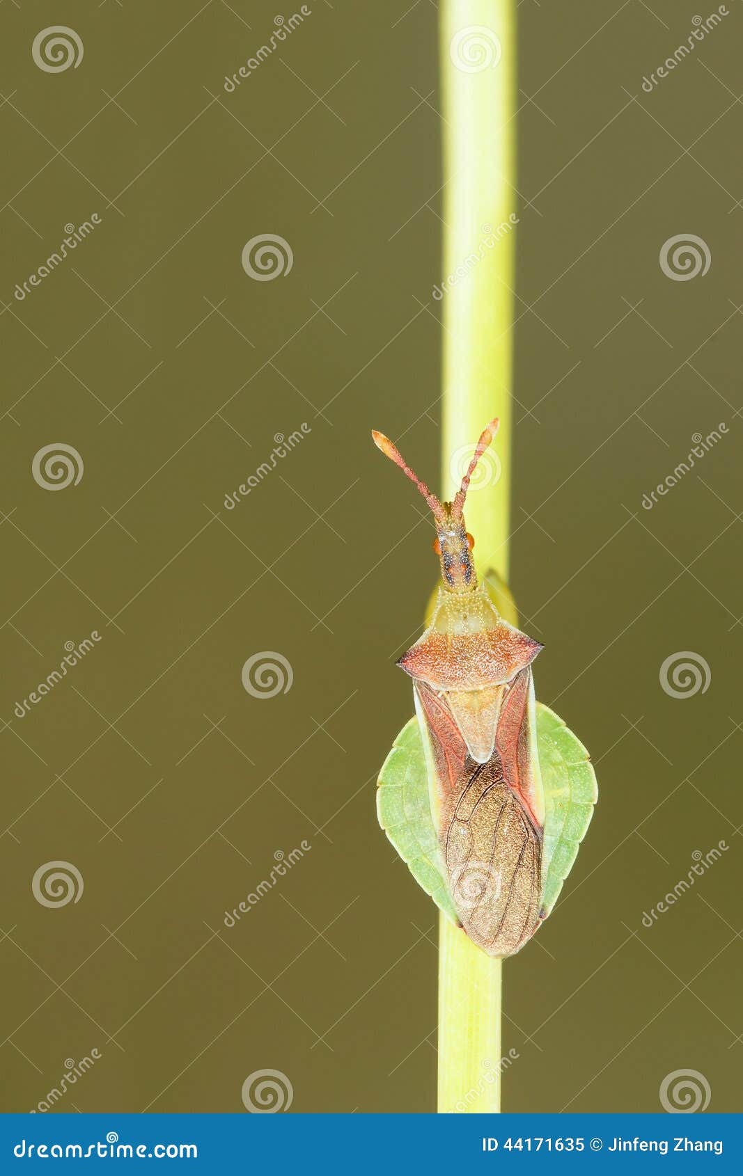 Assassin bug stock image. Image of sinensis, life, insects - 44171635