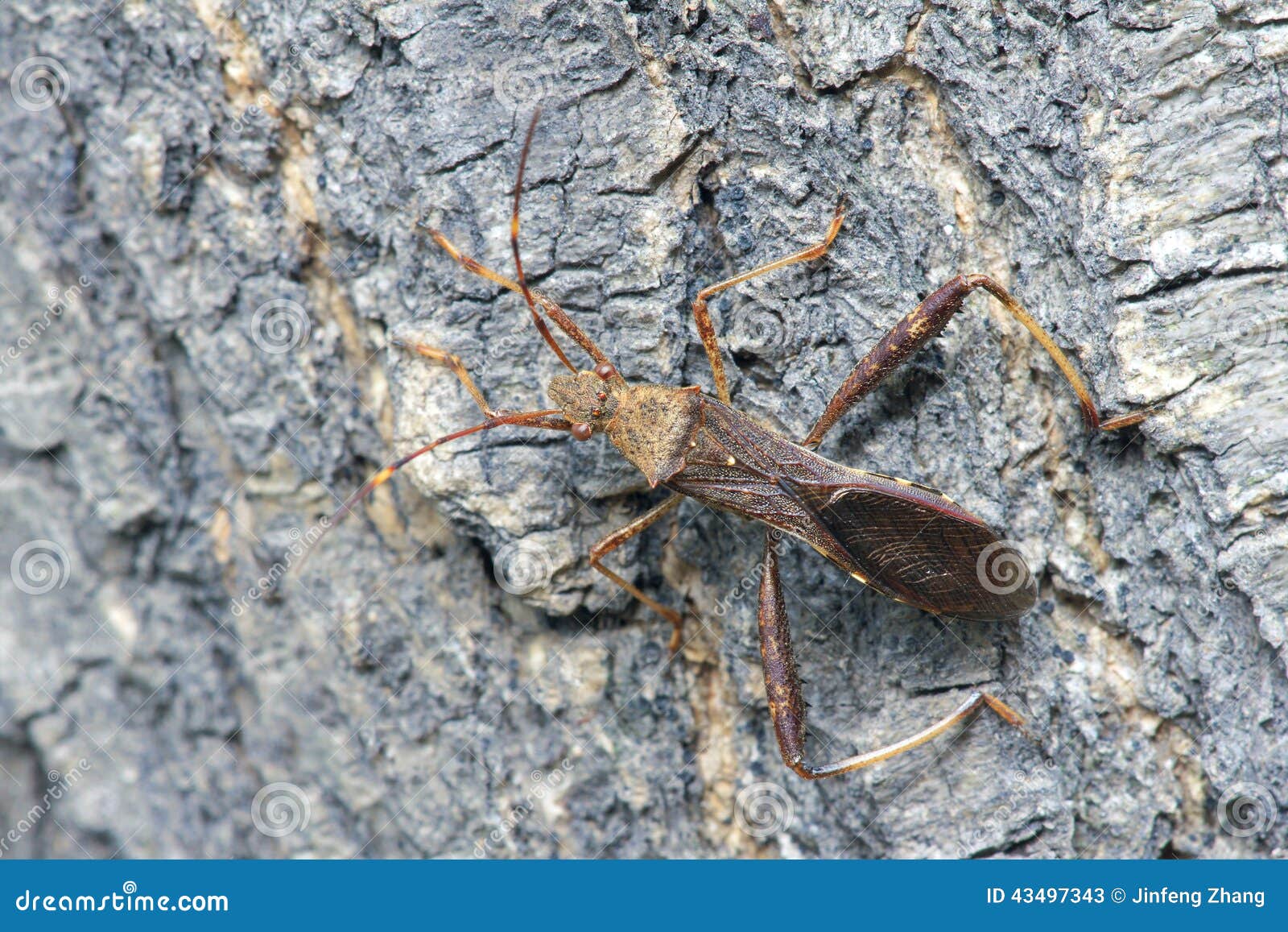 Assassin bug stock image. Image of reduviidae, bark, shieldbug - 43497343