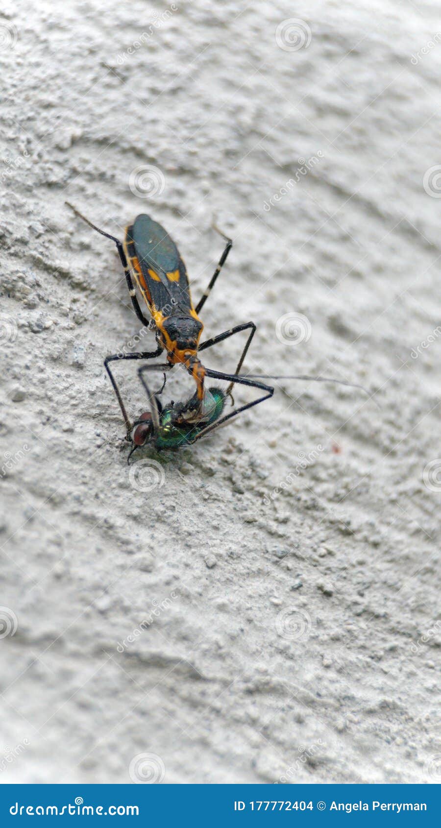 Assassin bug eating a fly stock photo. Image of south - 177772404