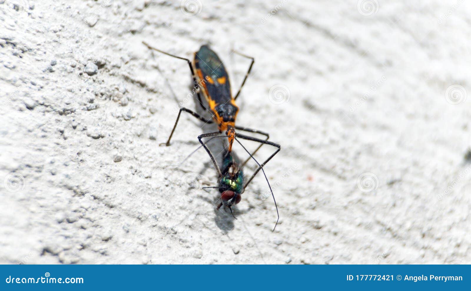 Assassin bug eating a fly stock image. Image of cotacachi - 177772421