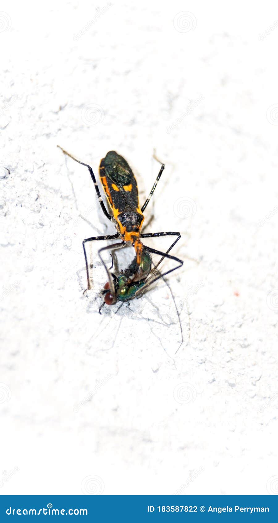 Assassin bug eating a fly stock photo. Image of concrete - 183587822