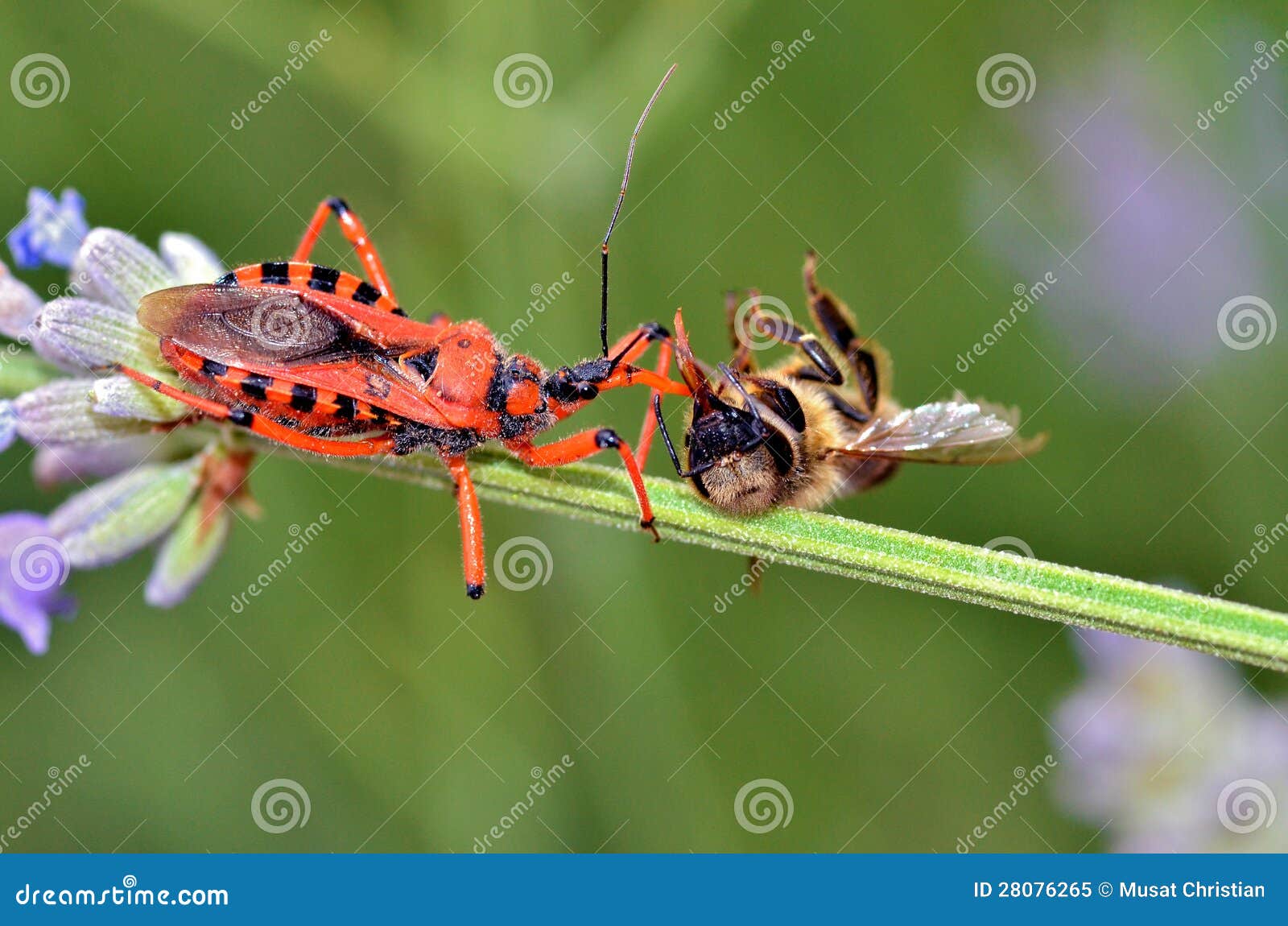 Assassin bug eating a bee stock image. Image of insect - 28076265