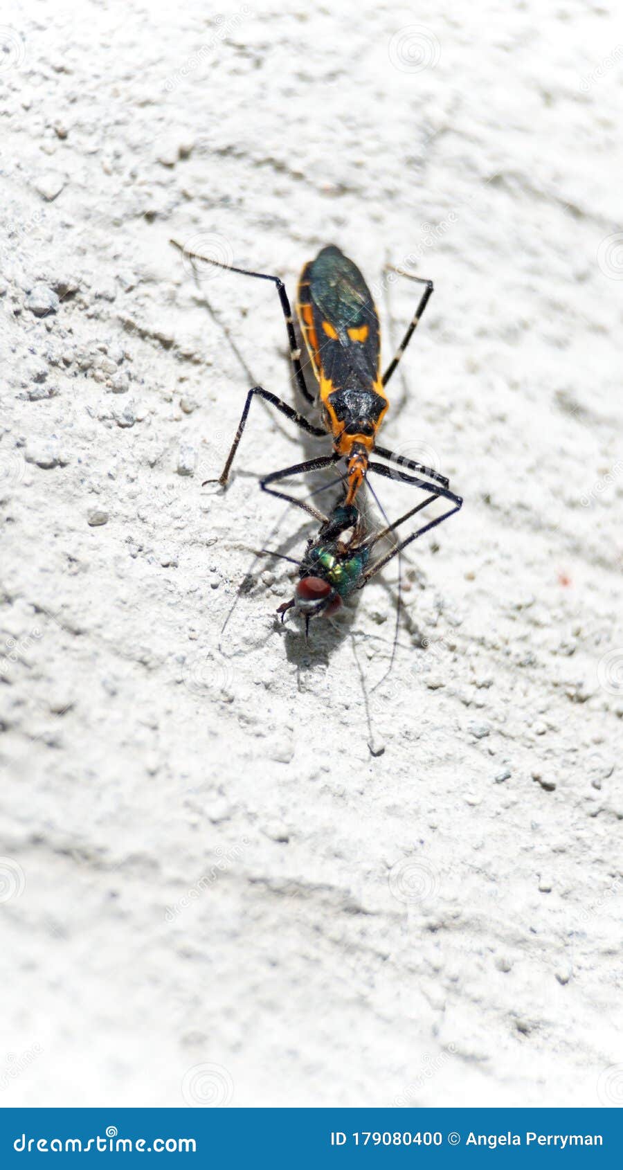 Assassin bug eating a fly stock photo. Image of black - 179080400