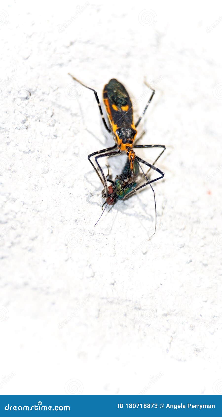 Assassin Bug Eating a House Fly Stock Image - Image of village, south ...
