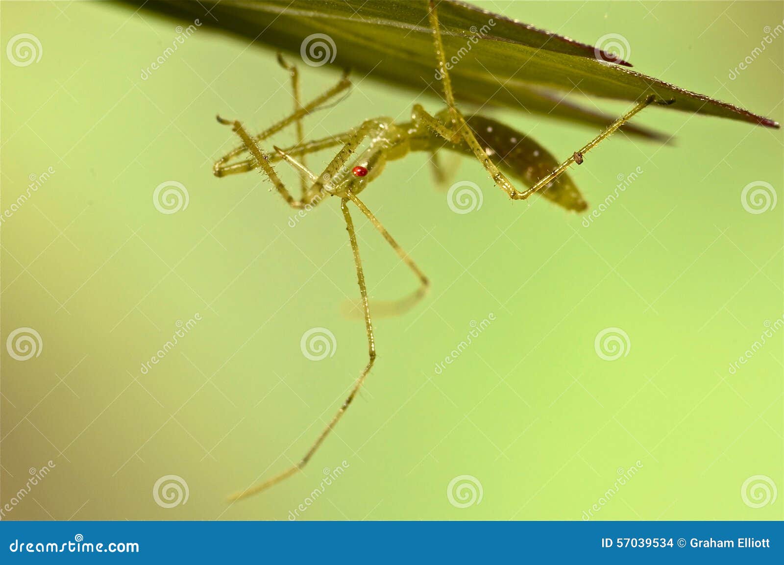 Assassin Bug on Green Grass Stock Photo - Image of flower, hoover: 57039534