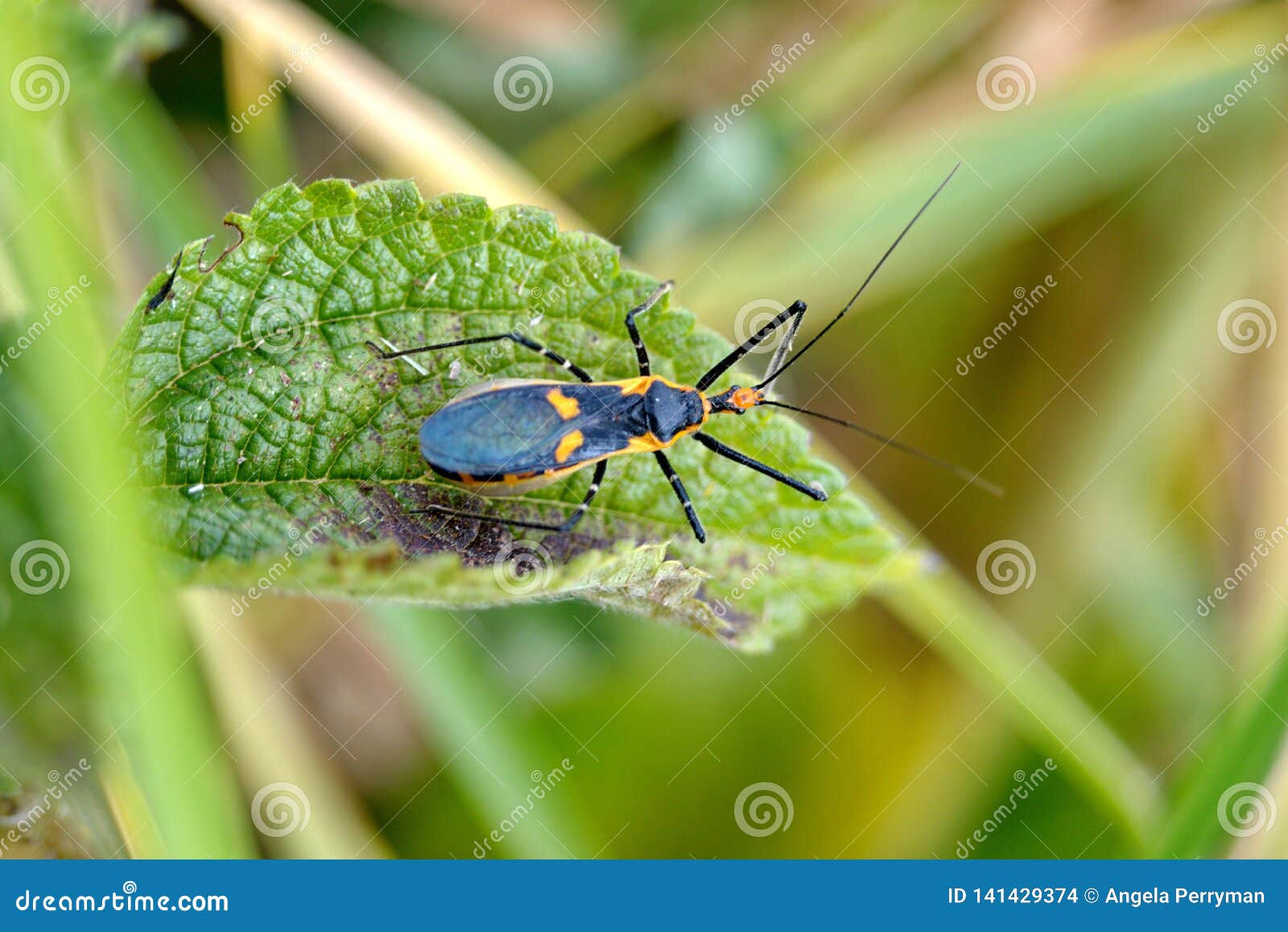 Assassin Bug photo stock. Image du insecte, jardin, lame - 141429374