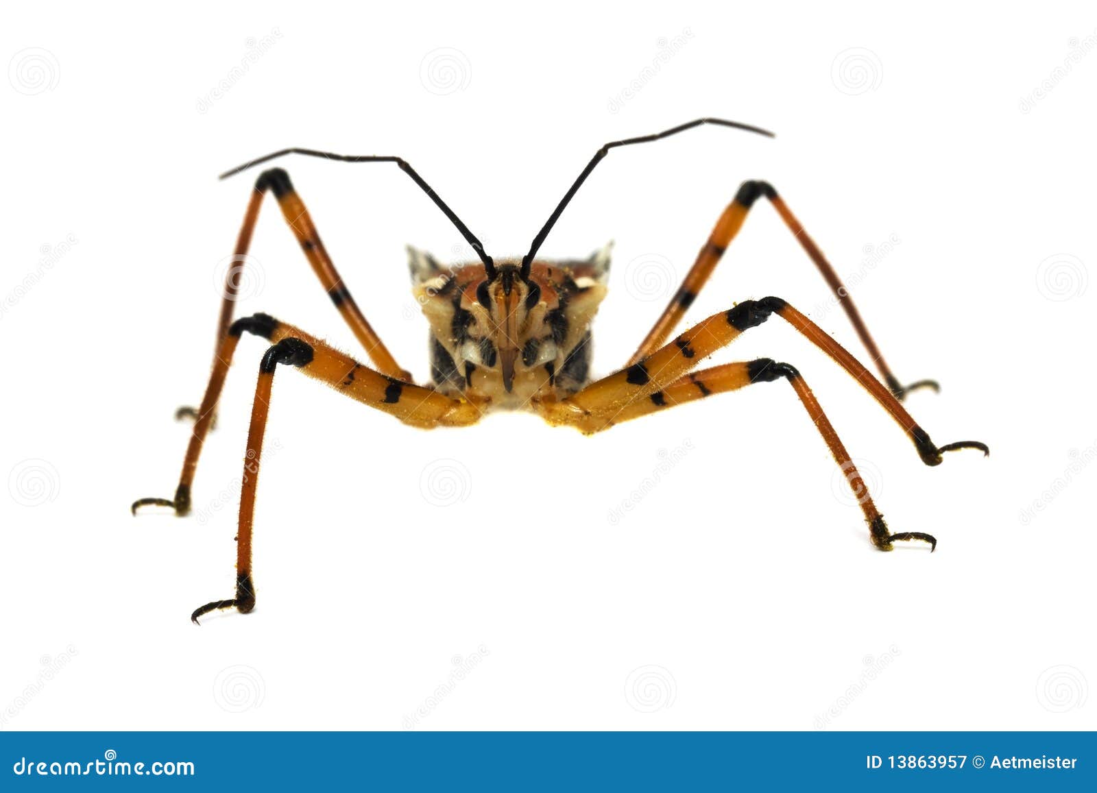 Assassin Bug Isolated on White Stock Image - Image of green, outdoor ...