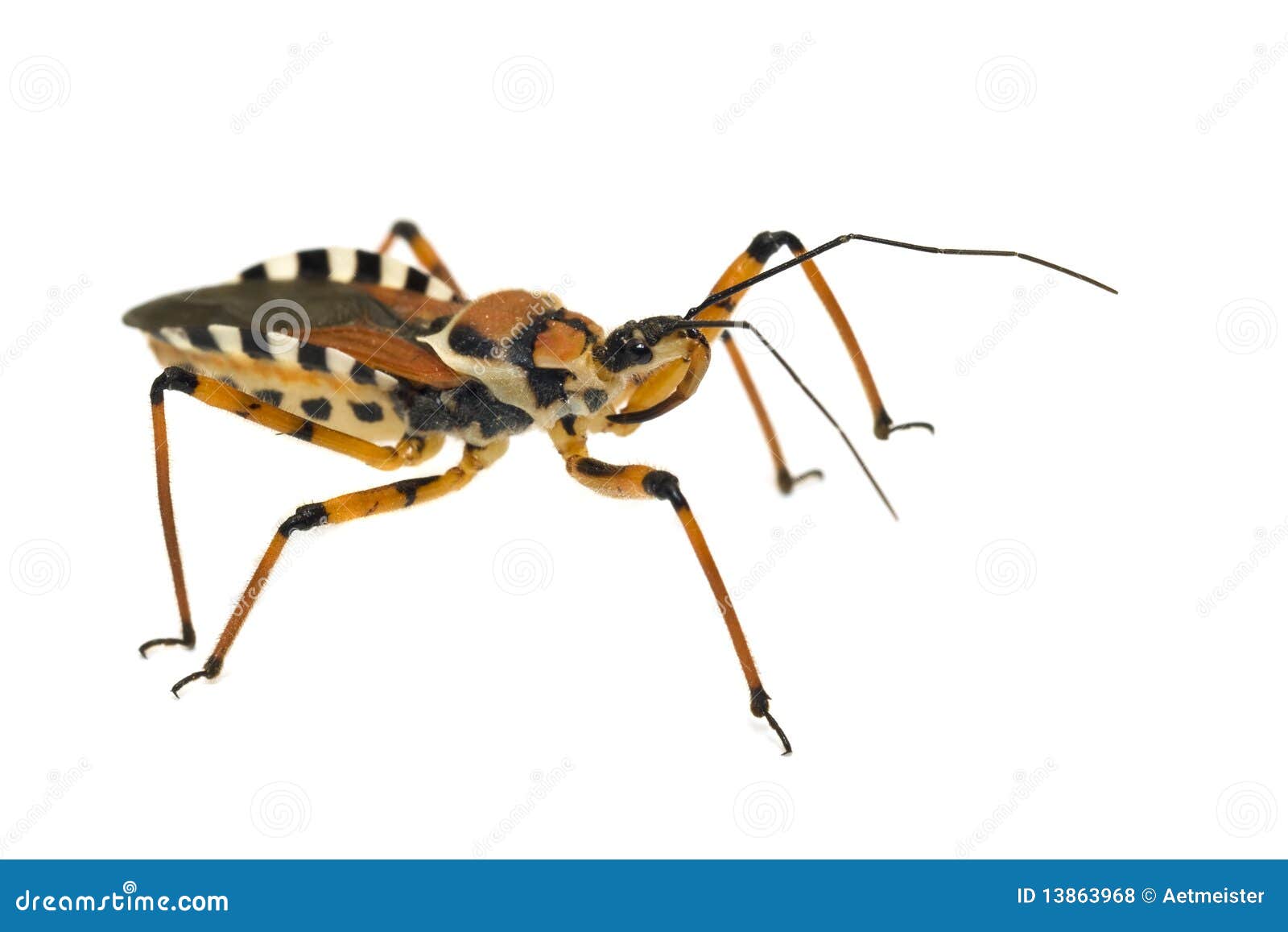 Assassin Bug Isolated on White Stock Photo - Image of close, pselliopus ...