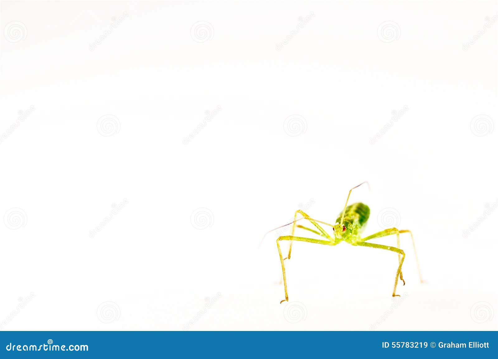 Assassin Bug Isolated in White Stock Image - Image of eyes, assassin ...