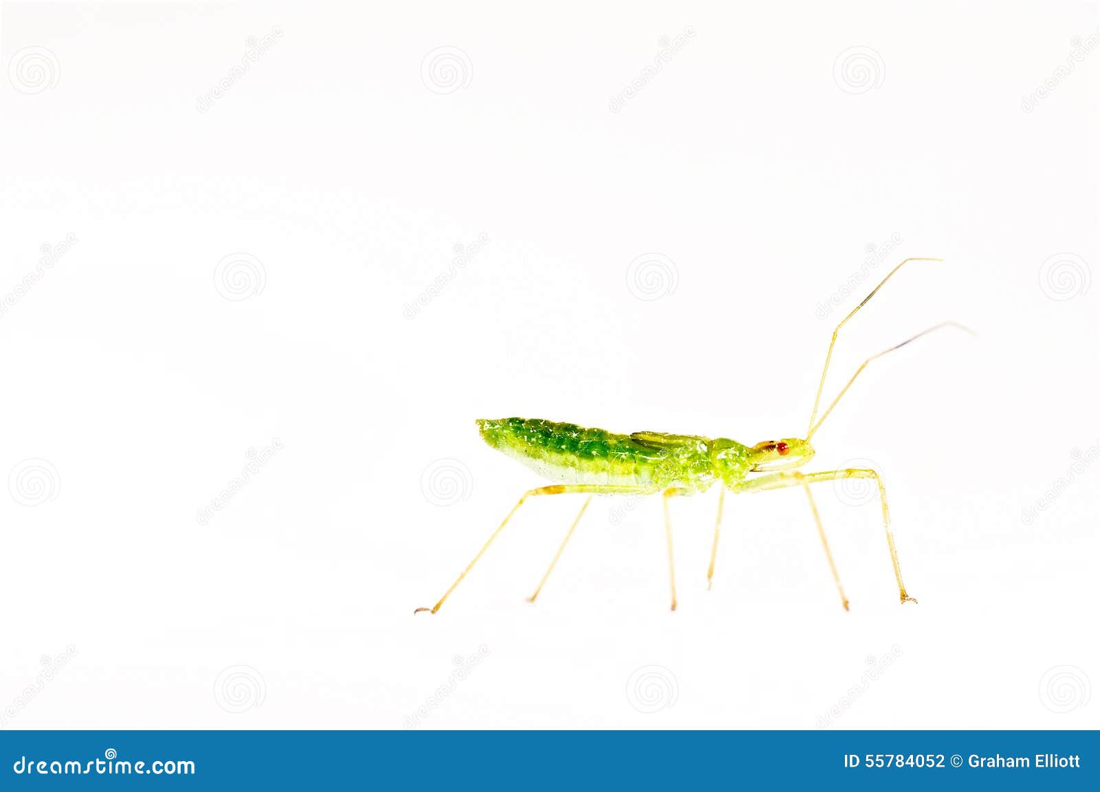 Assassin Bug Isolated in White Stock Photo - Image of barn, blade: 55784052