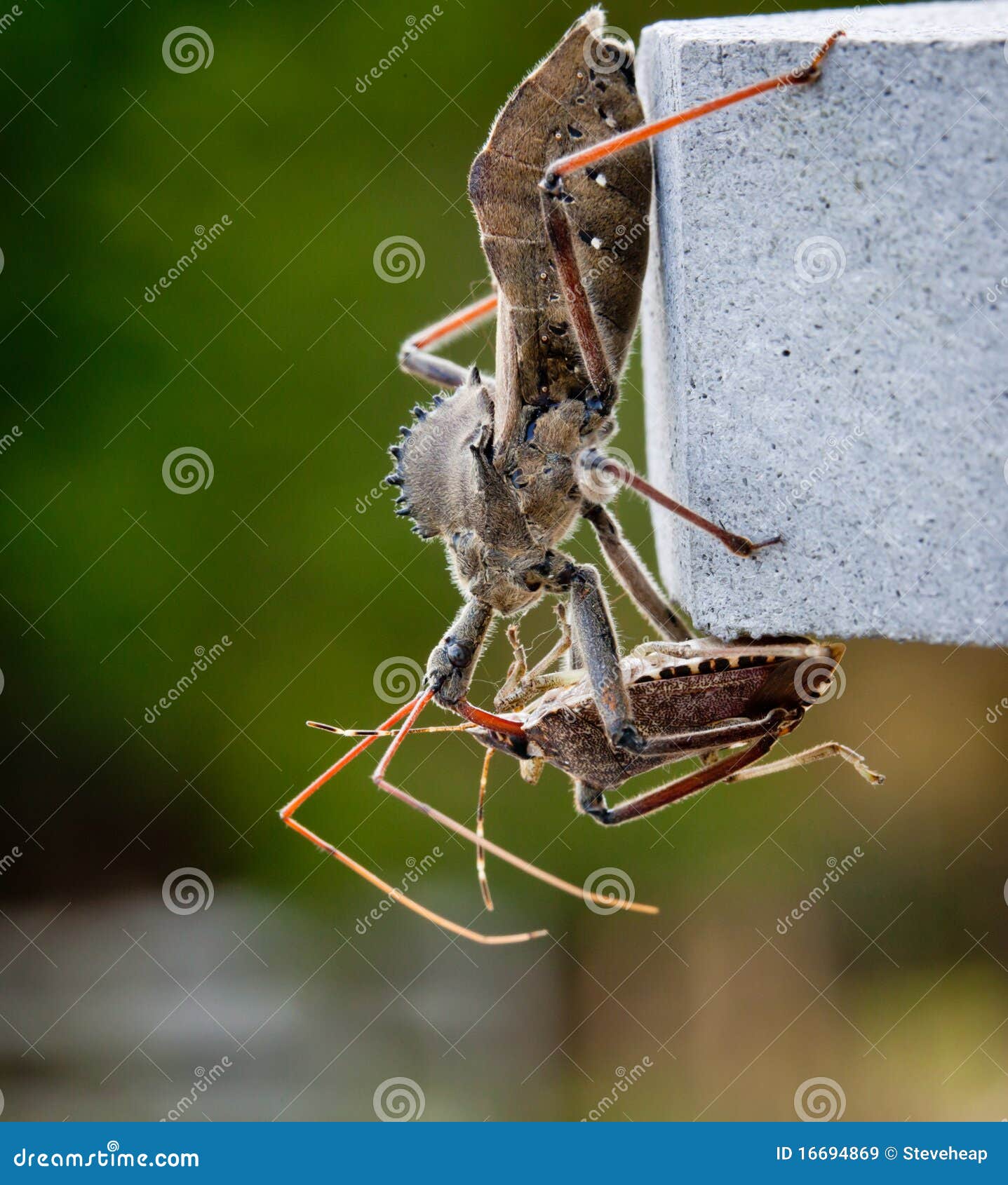 Assassin Bug Kills Shield Bug Stock Image - Image of death, hairy: 16694869