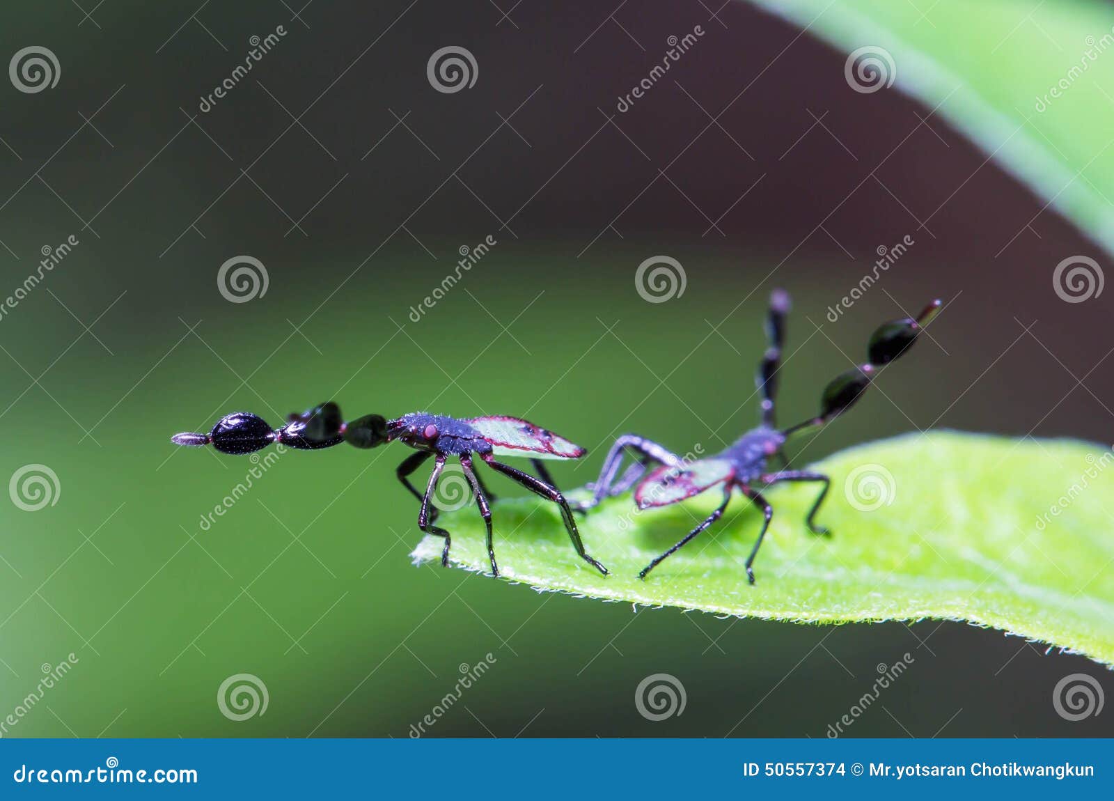 Assassin bug larvae stock photo. Image of tropical, jungle - 50557374