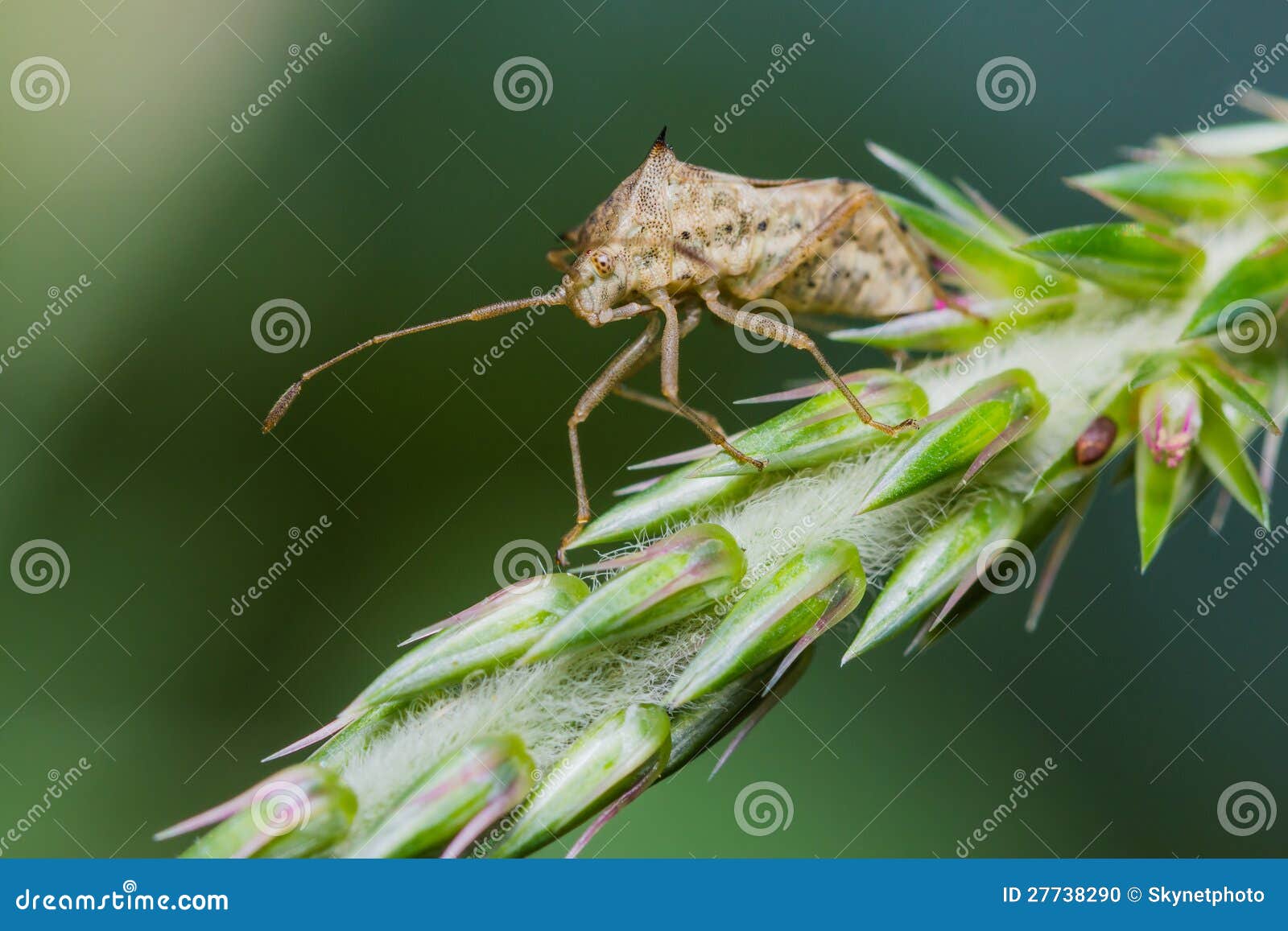 Assassin bug laying eggs stock photo. Image of insect - 27738290