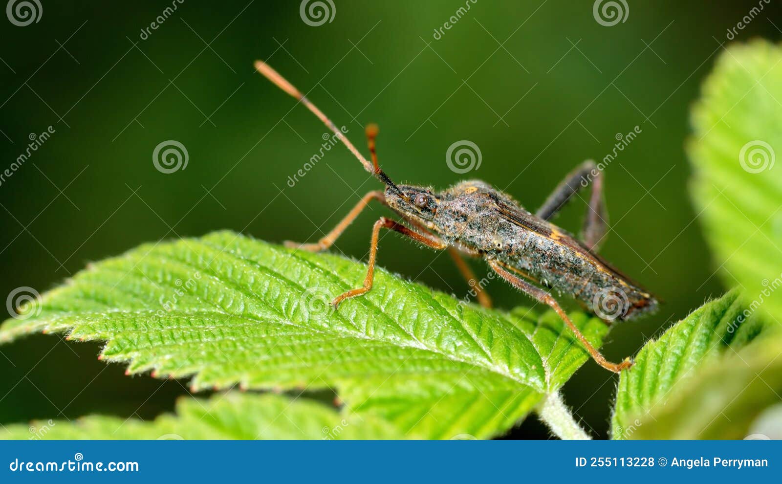Assassin bug on a leaf stock photo. Image of green, south - 255113228