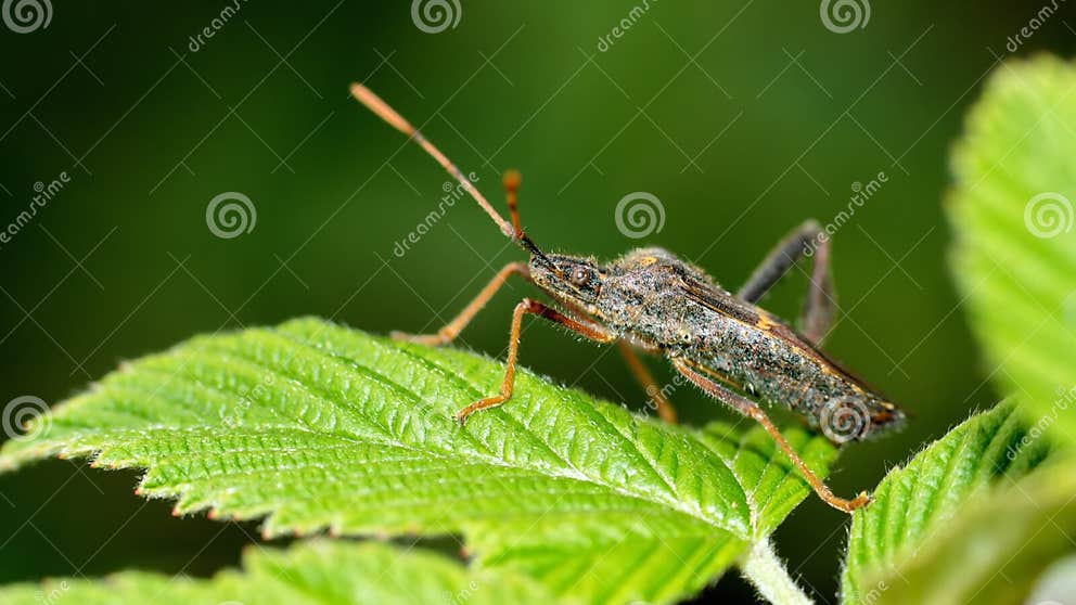 Assassin bug on a leaf stock photo. Image of green, south - 255113228