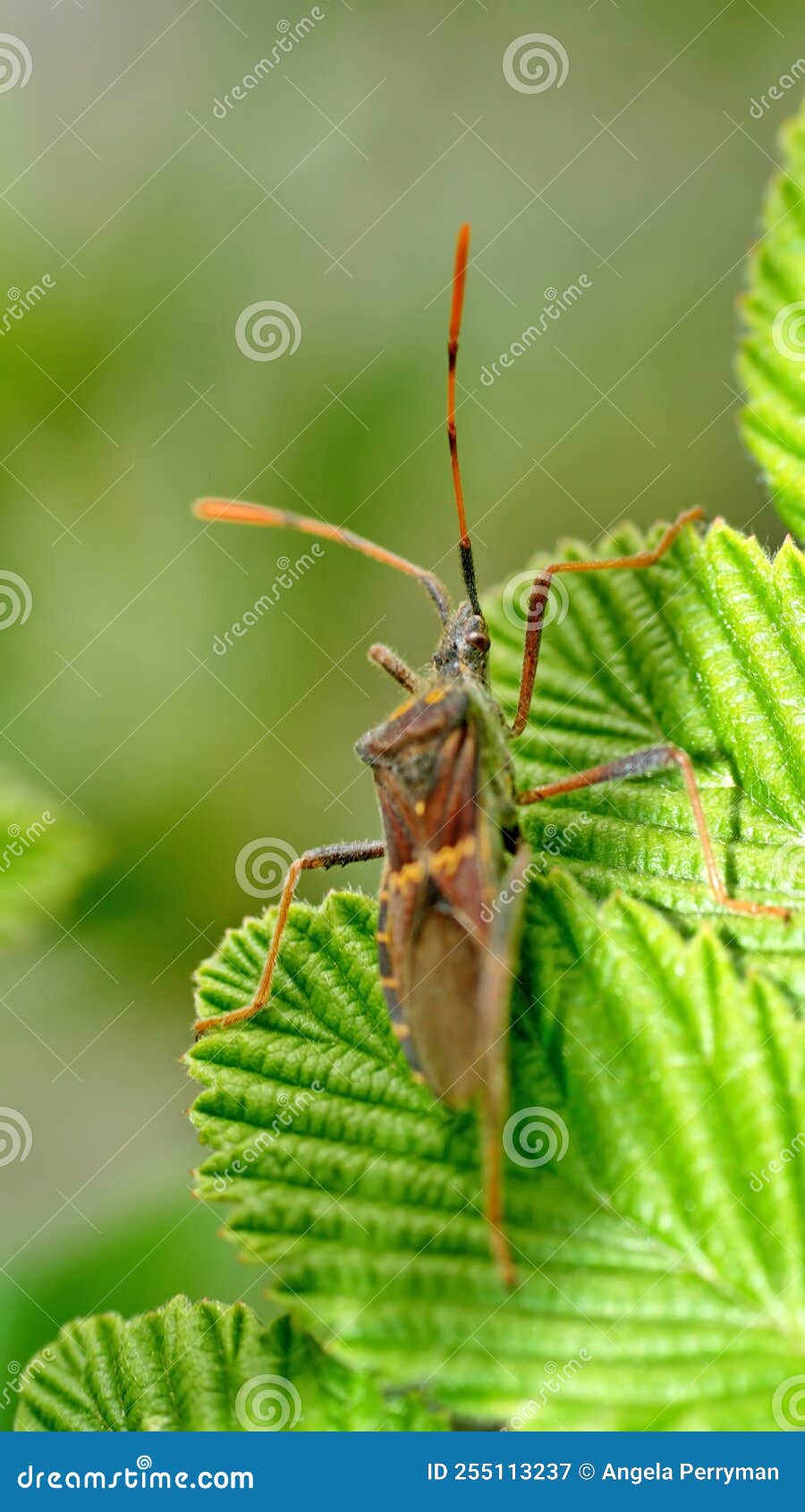 Assassin bug on a leaf stock image. Image of leaf, predator - 255113237