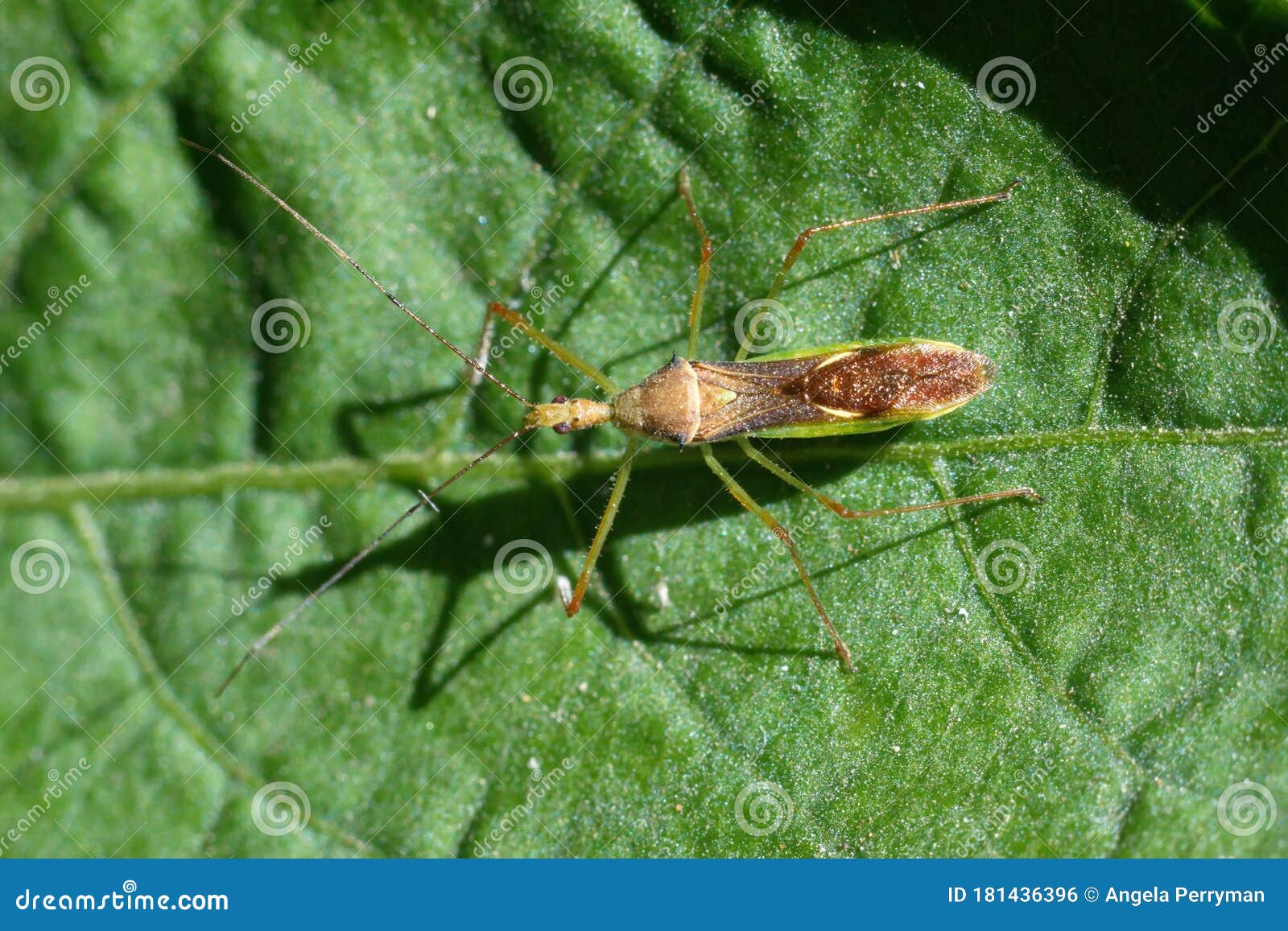 Assassin bug on a leaf stock photo. Image of intag, imbabura - 181436396