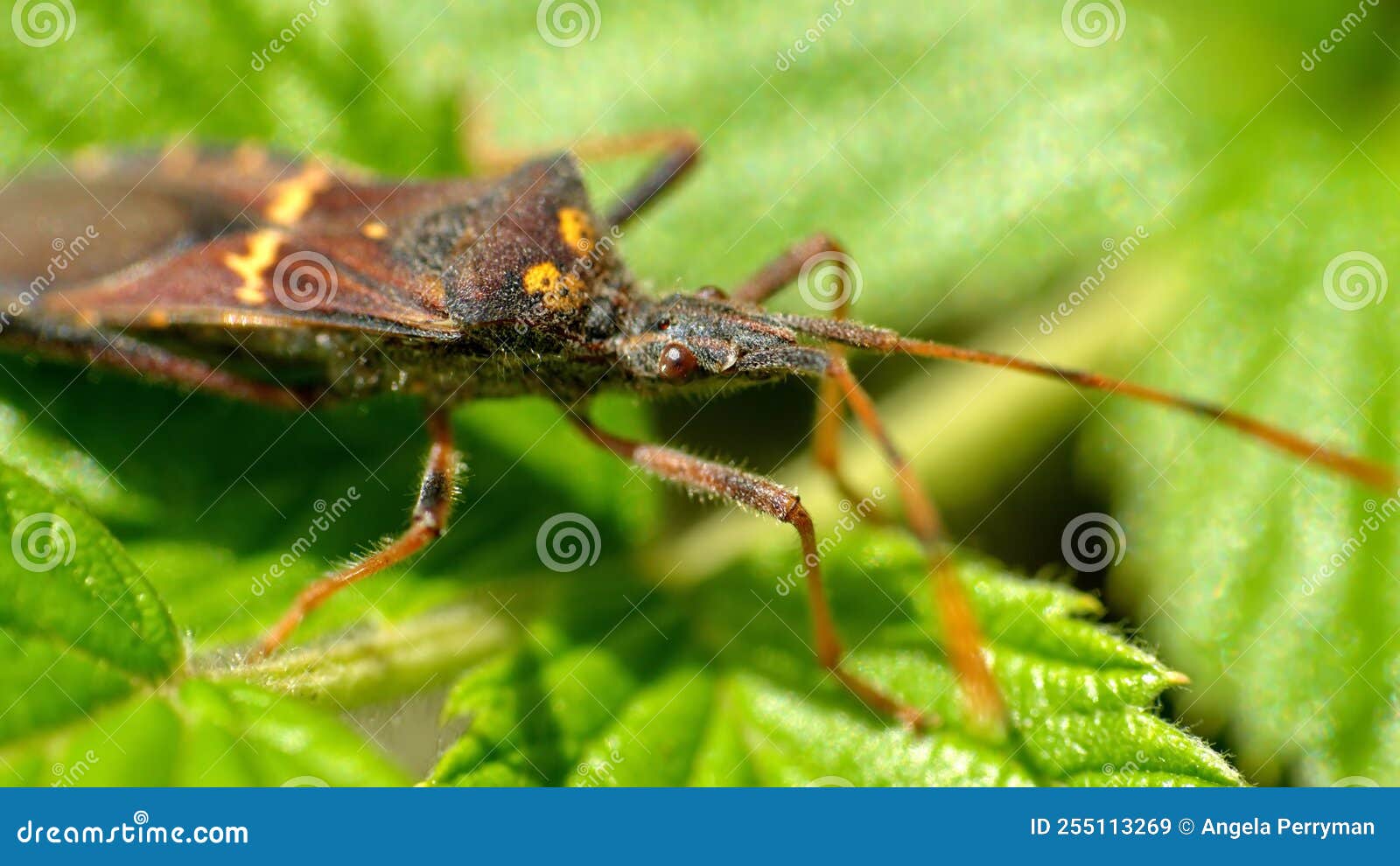 Assassin bug on a leaf stock image. Image of latin, south - 255113269