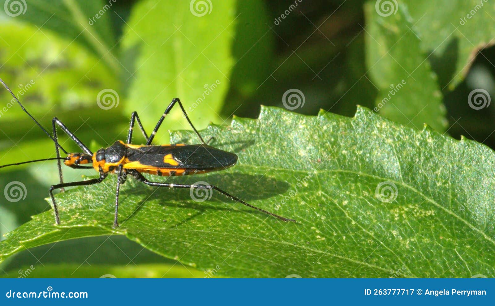 Assassin bug on a leaf stock image. Image of macrophotography - 263777717