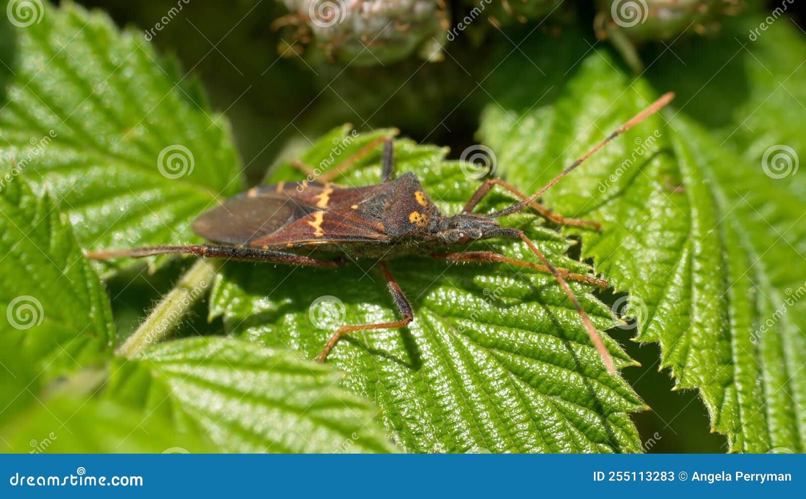 Assassin bug on a leaf stock image. Image of cotacachi - 255113283