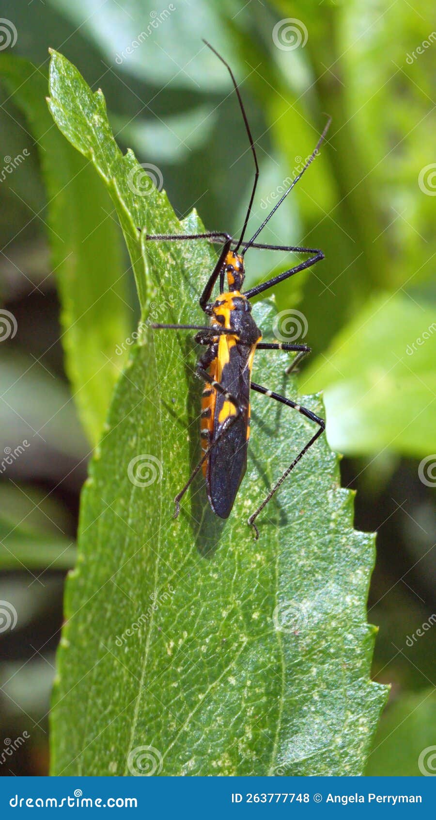Assassin bug on a leaf stock photo. Image of america - 263777748