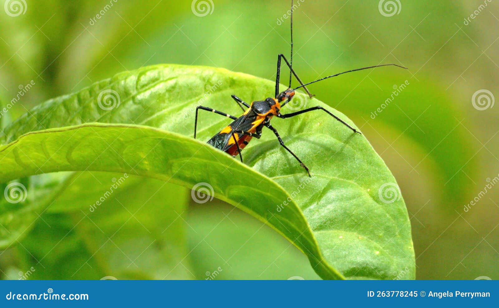 Assassin bug on a leaf stock image. Image of cotacachi - 263778245