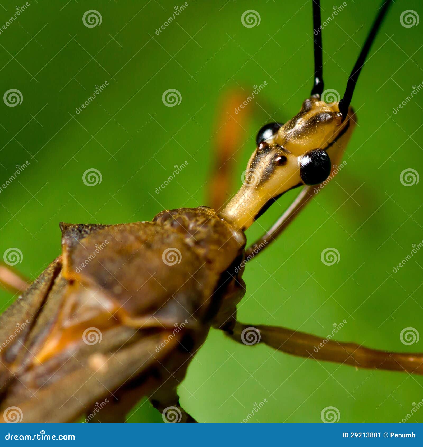 Assassin bug macro stock image. Image of macro, close - 29213801