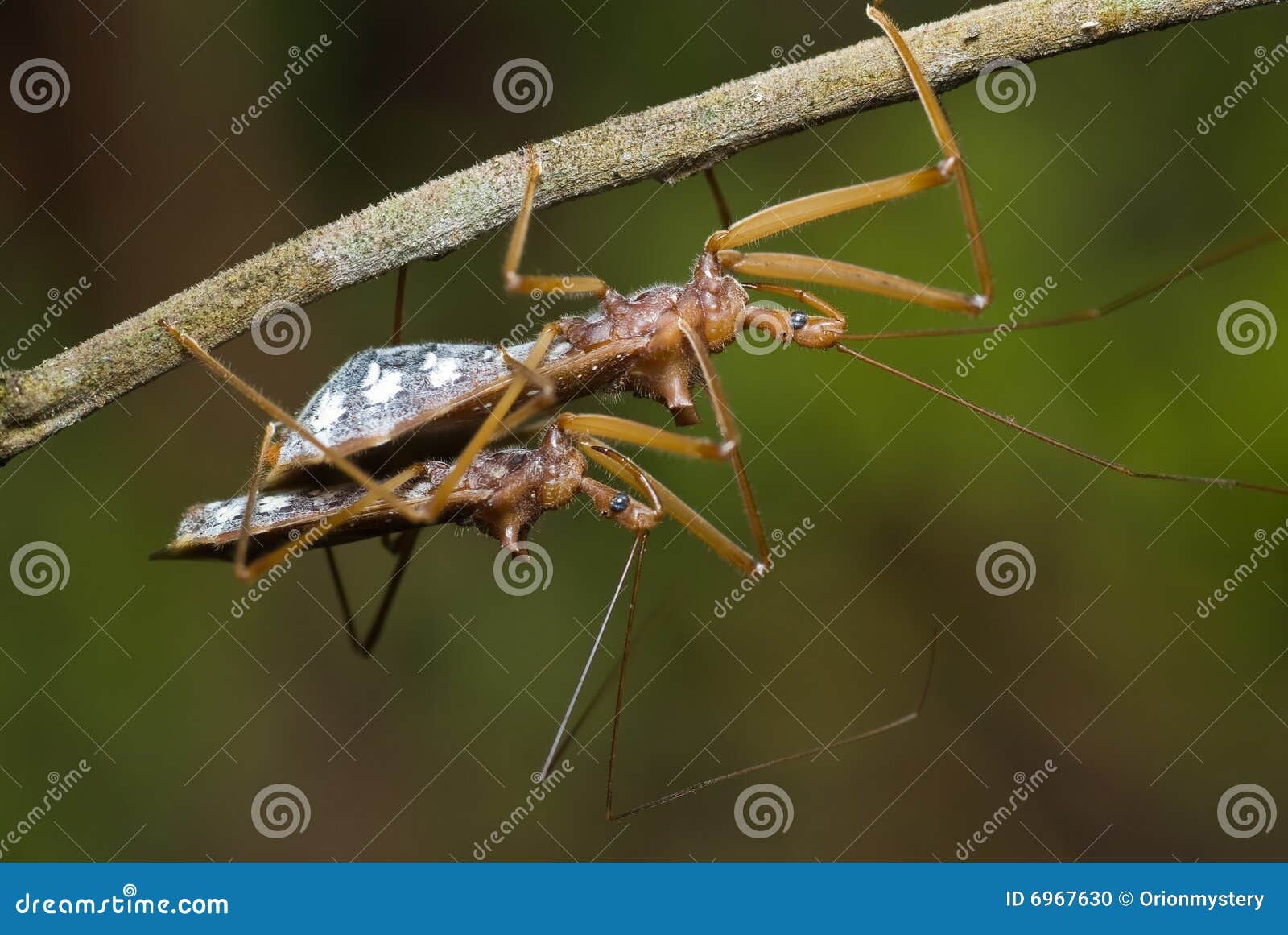 Assassin bug mating stock photo. Image of close, animal - 6967630