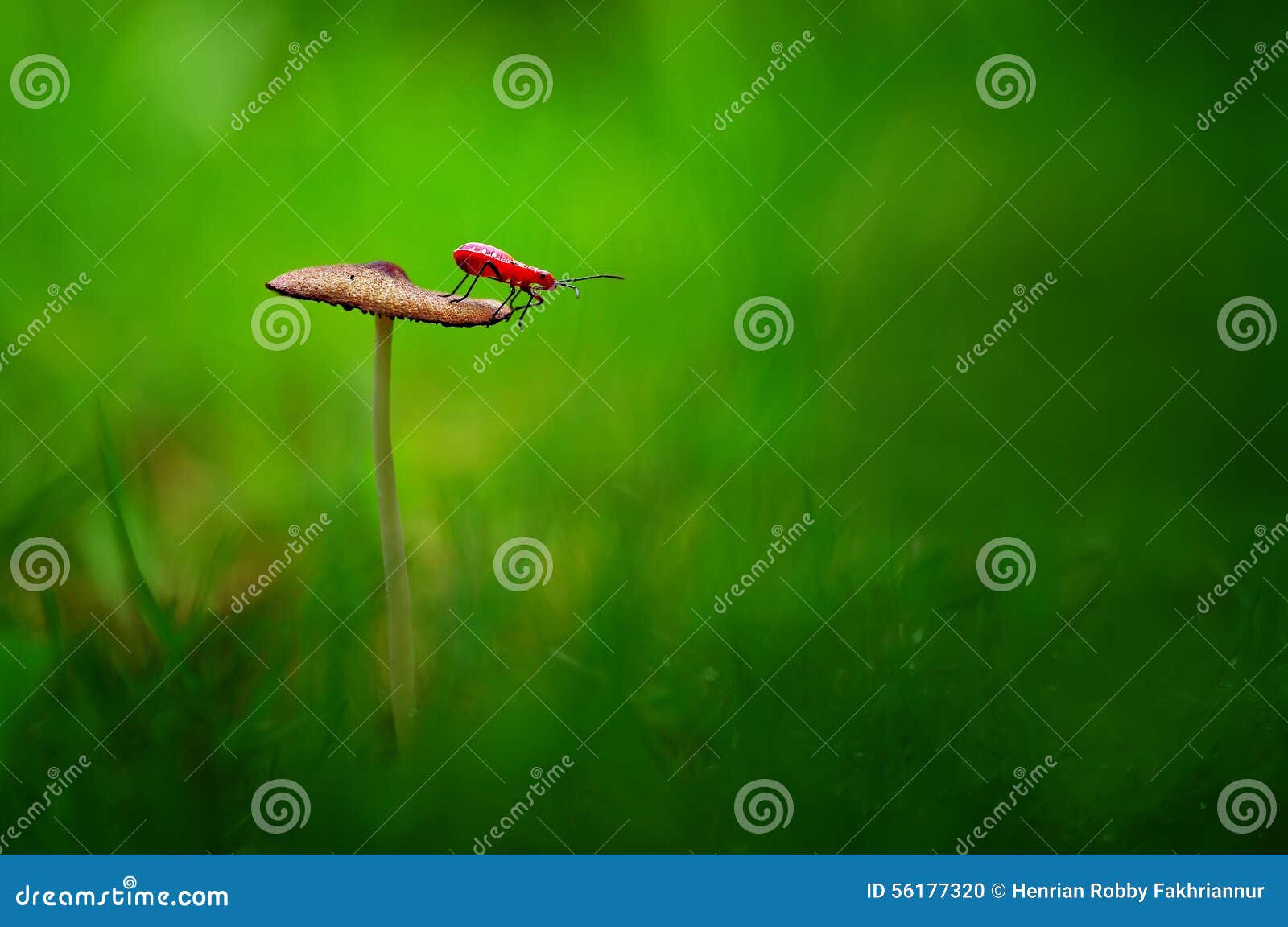 Assassin bug on a mushroom stock photo. Image of exotic - 56177320