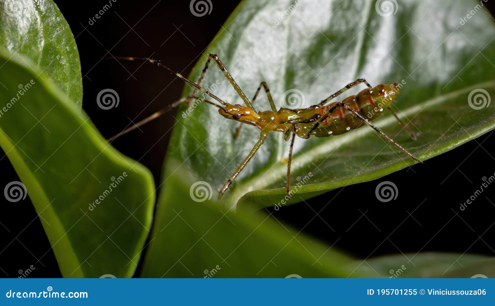 Assassin Bug nymph stock image. Image of armillatus - 195701255