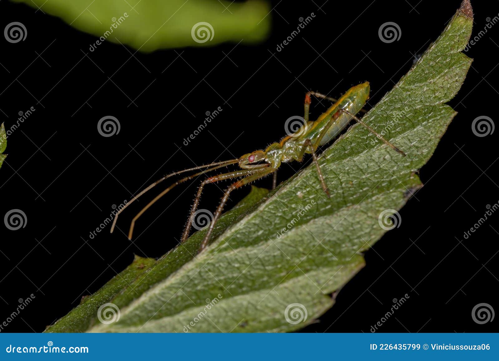 Assassin Bug Nymph stock image. Image of wildlife, hemiptera - 226435799